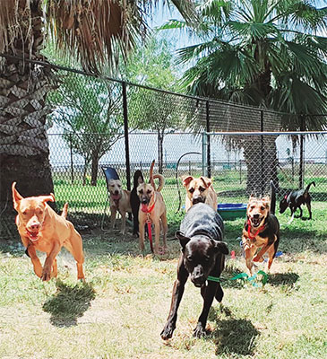 PVAS hosts dog enrichment events