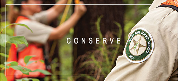 Texas A&M Forest Service launches TreeMD application