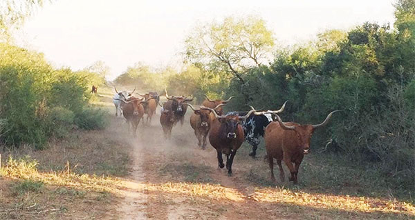 Mavericks and cattle
