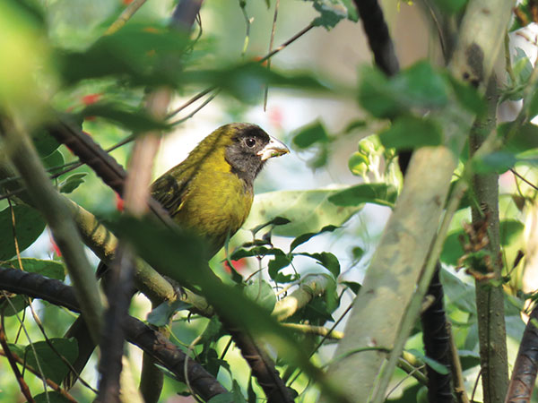 Rare birds of the RGV presentation
