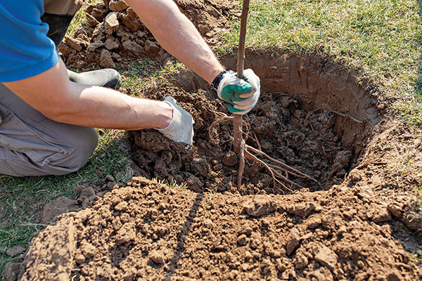 Transplant tips to establish fruit trees