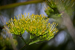 The Century Plant—It’s Time to Bloom
