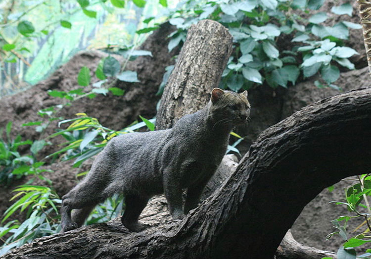 Have You Seen a Jaguarundi?